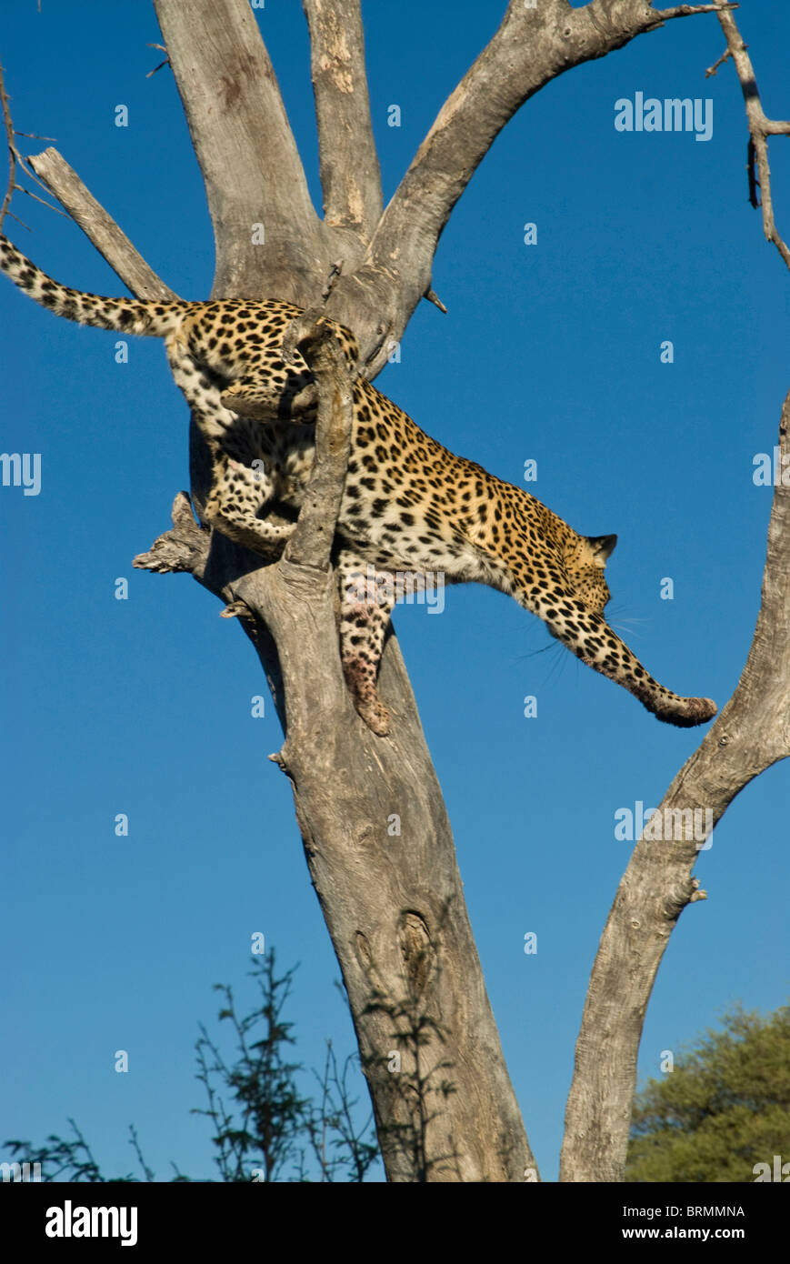View from below of a Leopard stretching from one tree branch to another ...