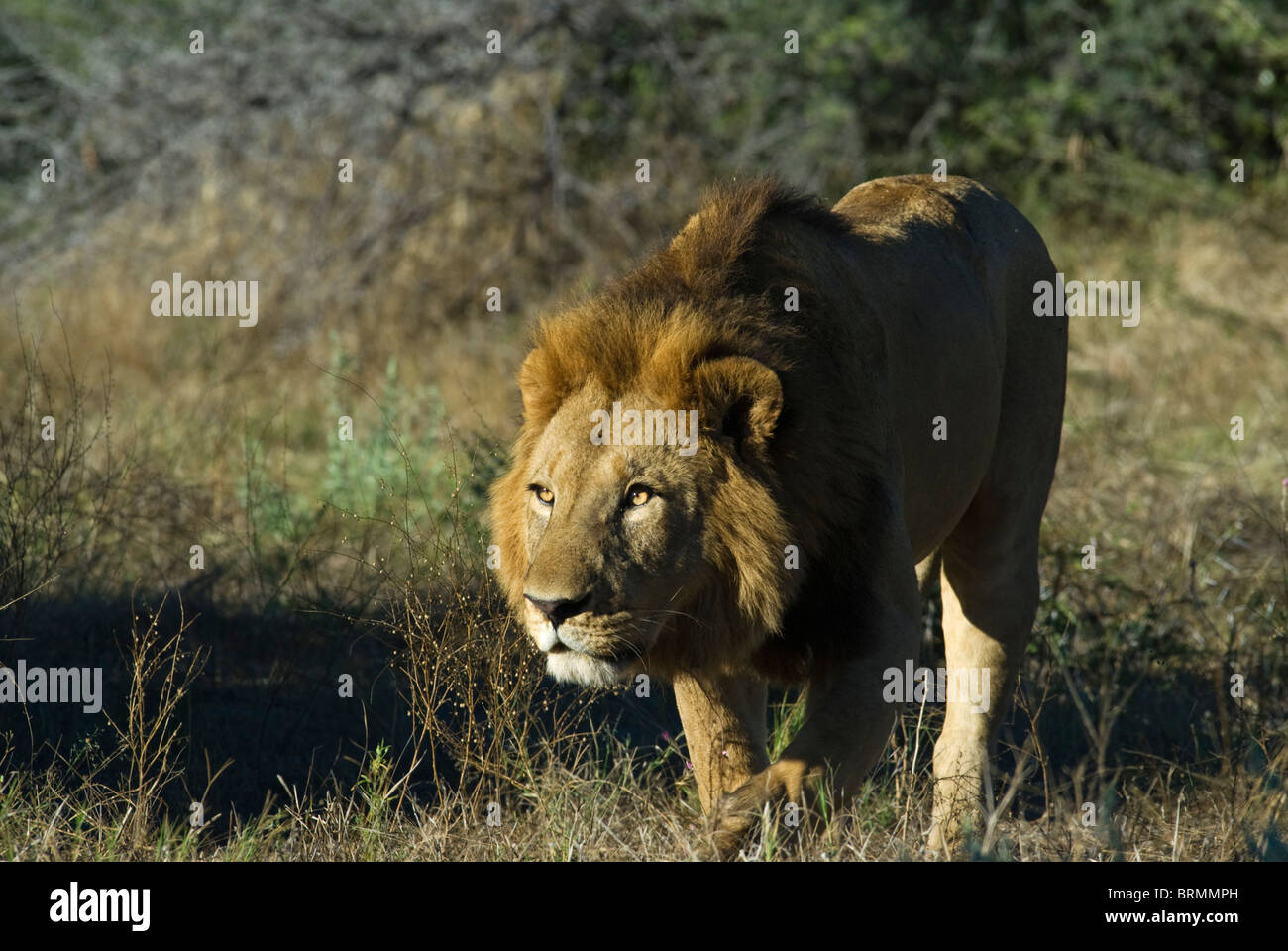 Male Lion walking with head lowered Stock Photo - Alamy