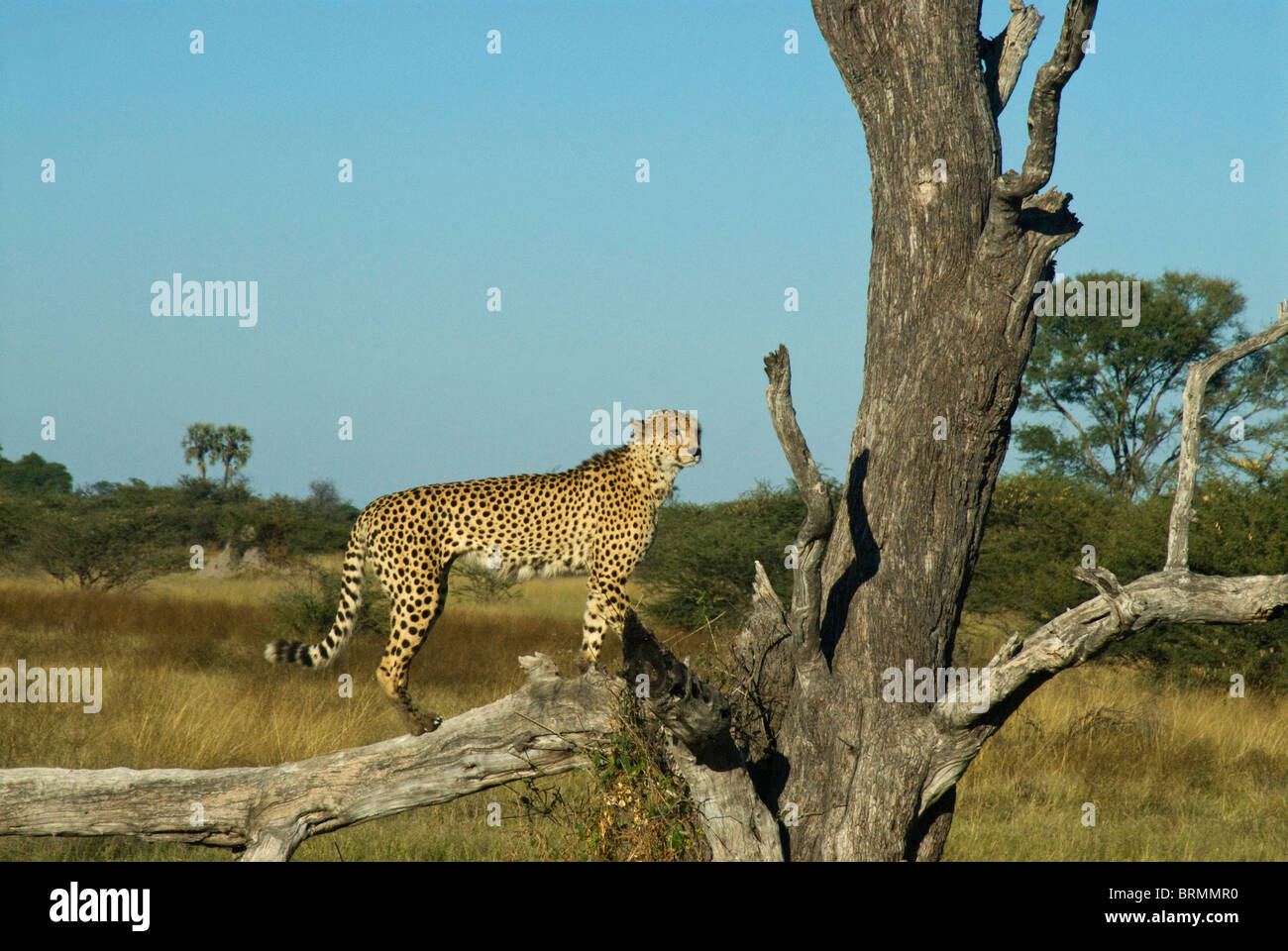 Cheetah On Tree Stock Photos & Cheetah On Tree Stock Images - Alamy