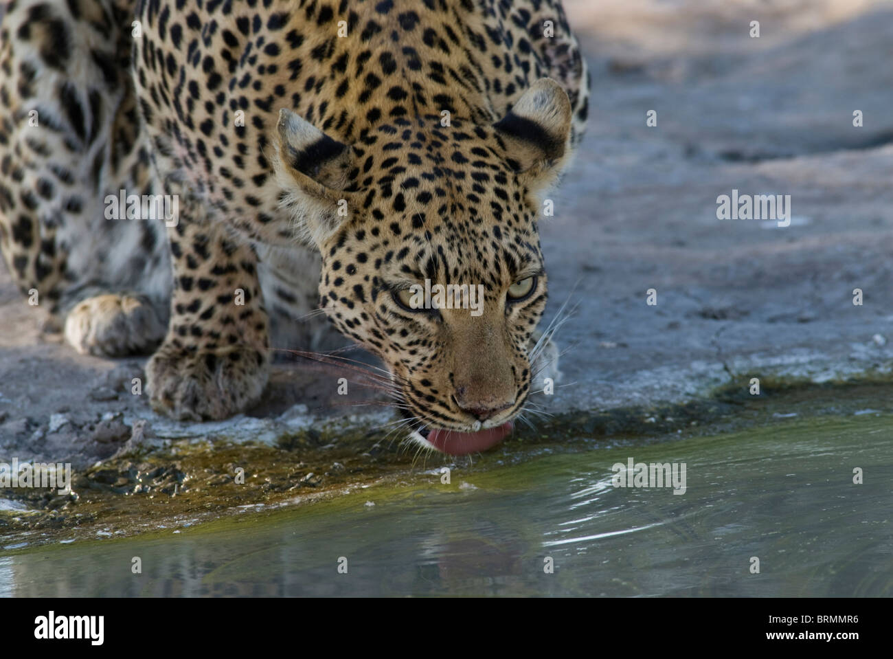 Drinking leopard hi-res stock photography and images - Alamy