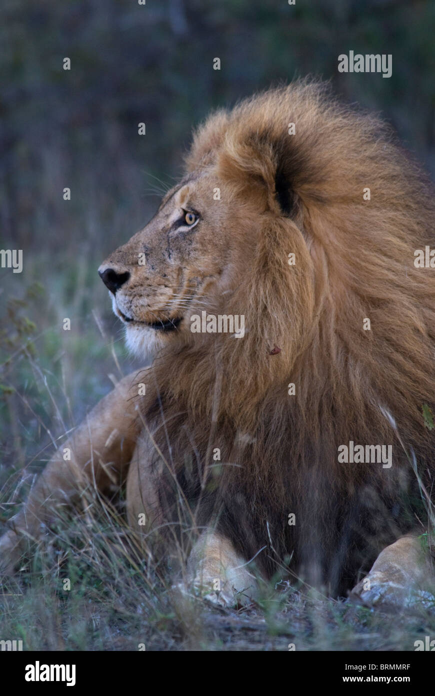 Lion side view hi-res stock photography and images - Alamy