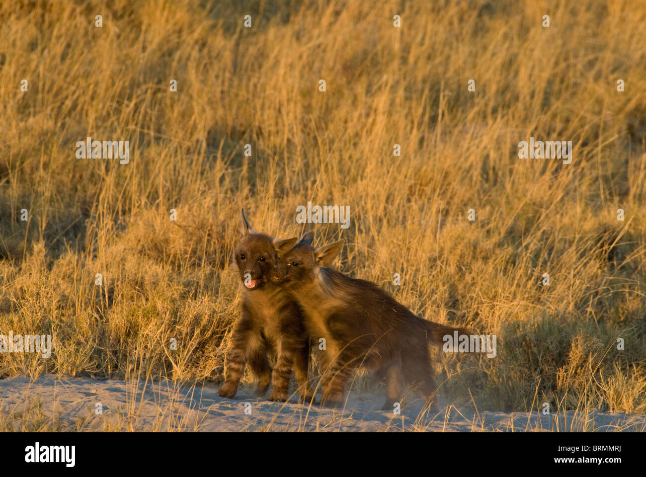 Hyena cubs hi-res stock photography and images - Alamy