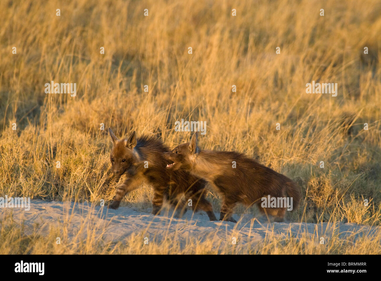 Hyena cubs hi-res stock photography and images - Alamy