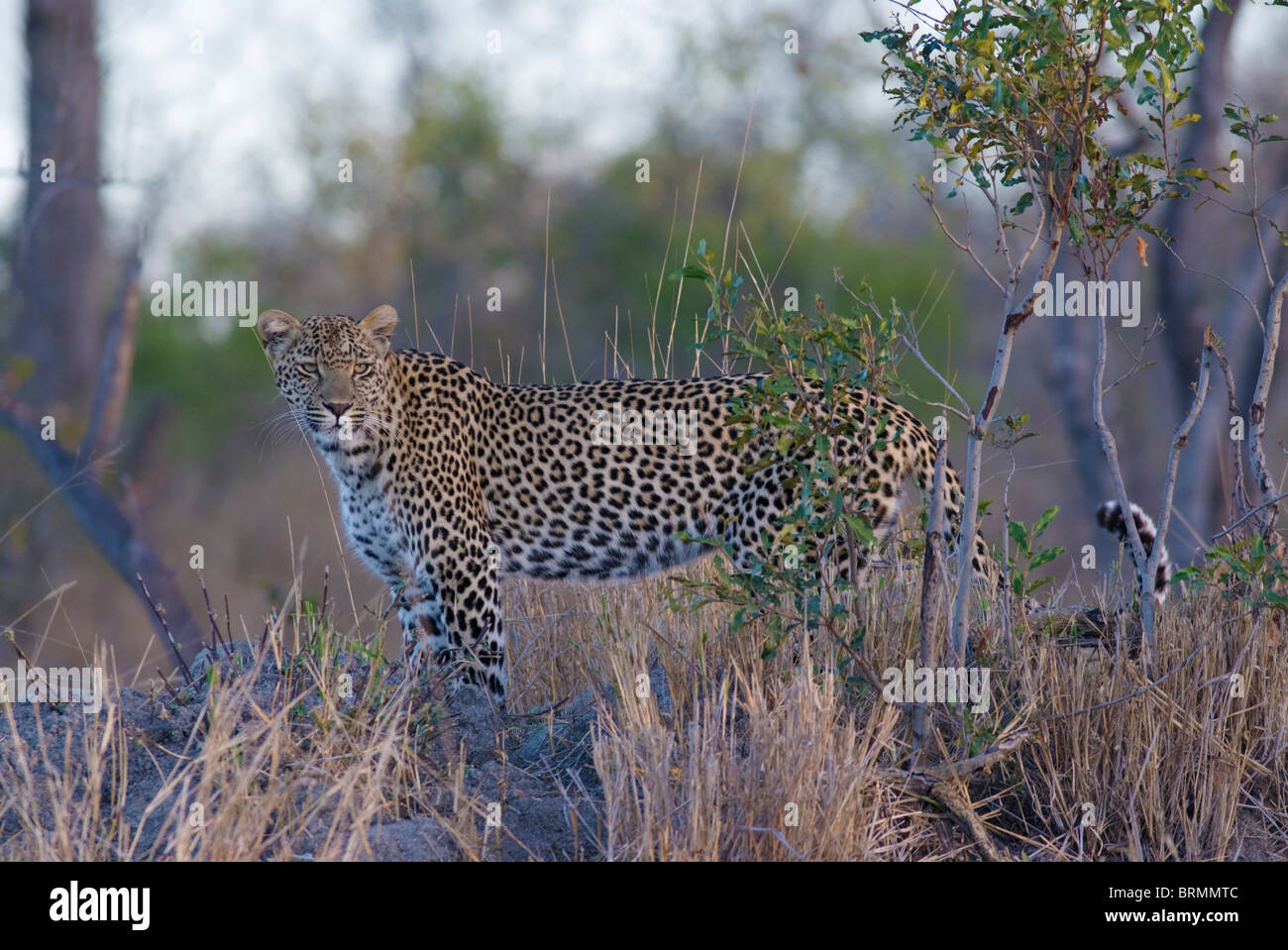 Side view of a Leopard standing amongst branches and grass Stock Photo ...
