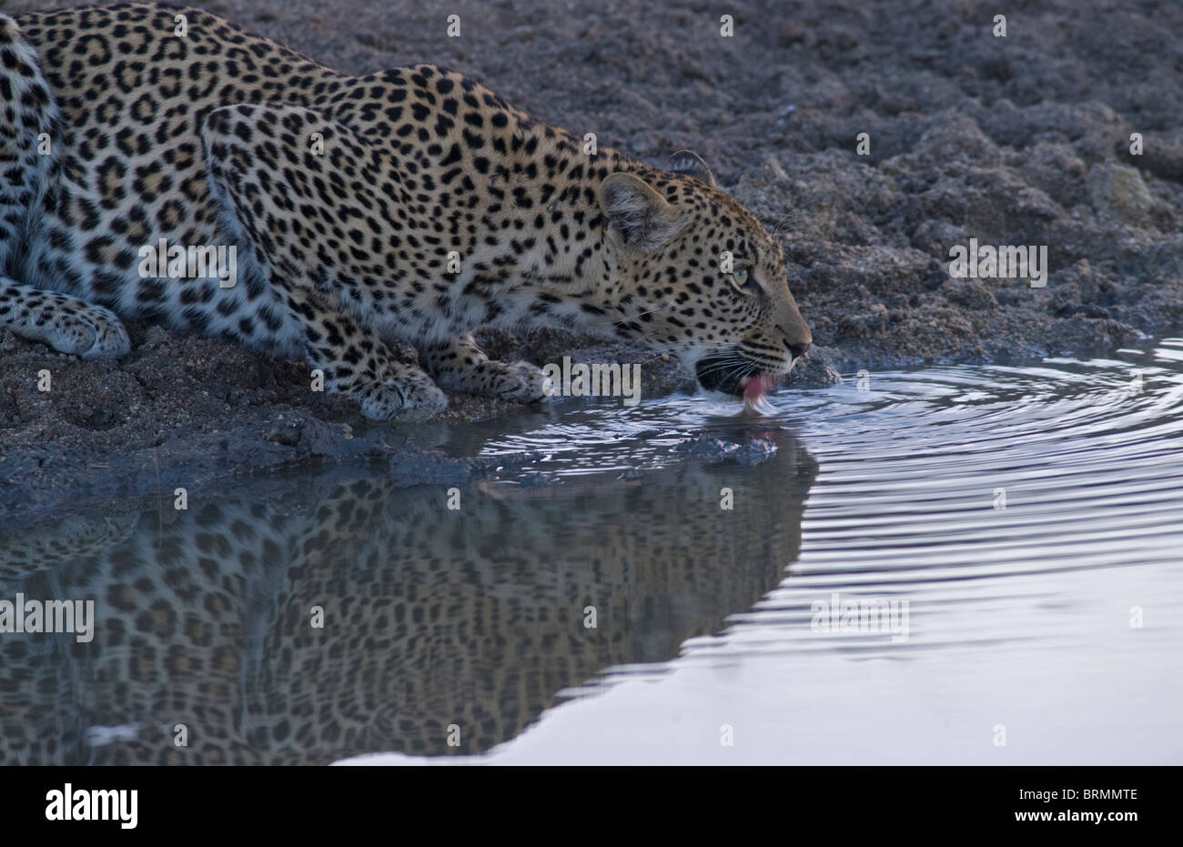 Leopard drinking at waterhole Stock Photo - Alamy