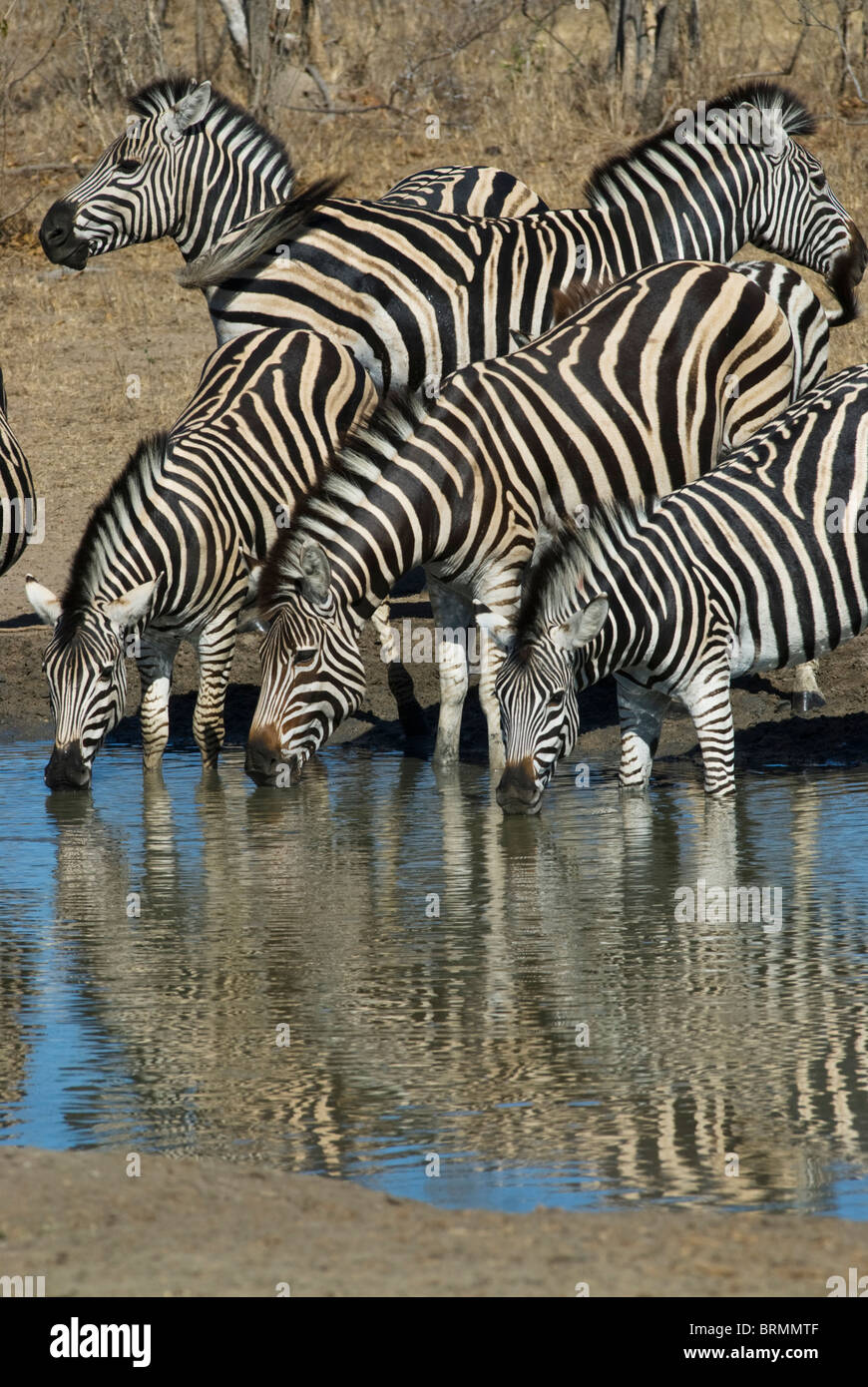 Zebra herd drinking at a waterhole Stock Photo - Alamy