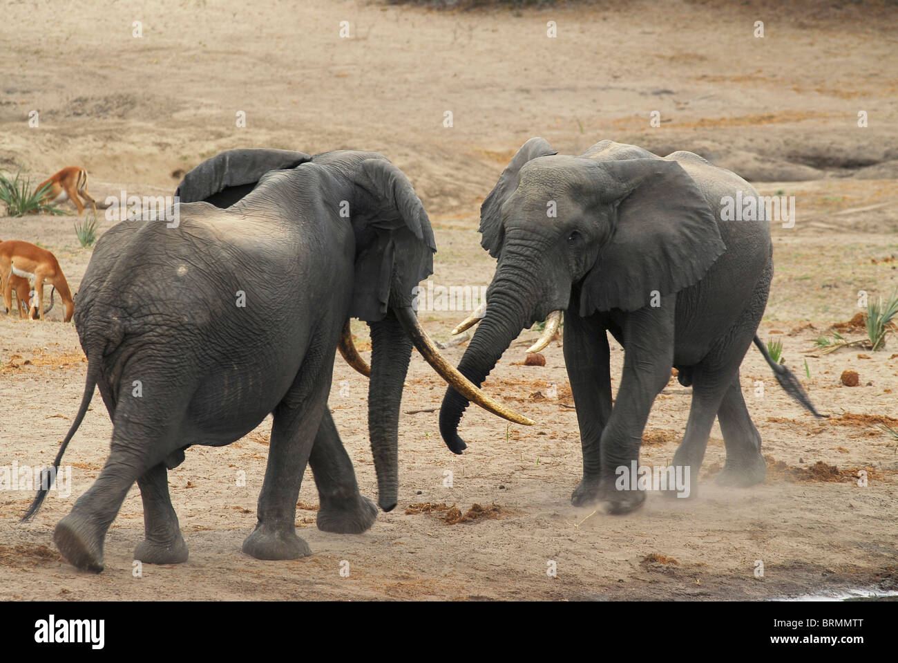 Two elephant approaching each other Stock Photo - Alamy