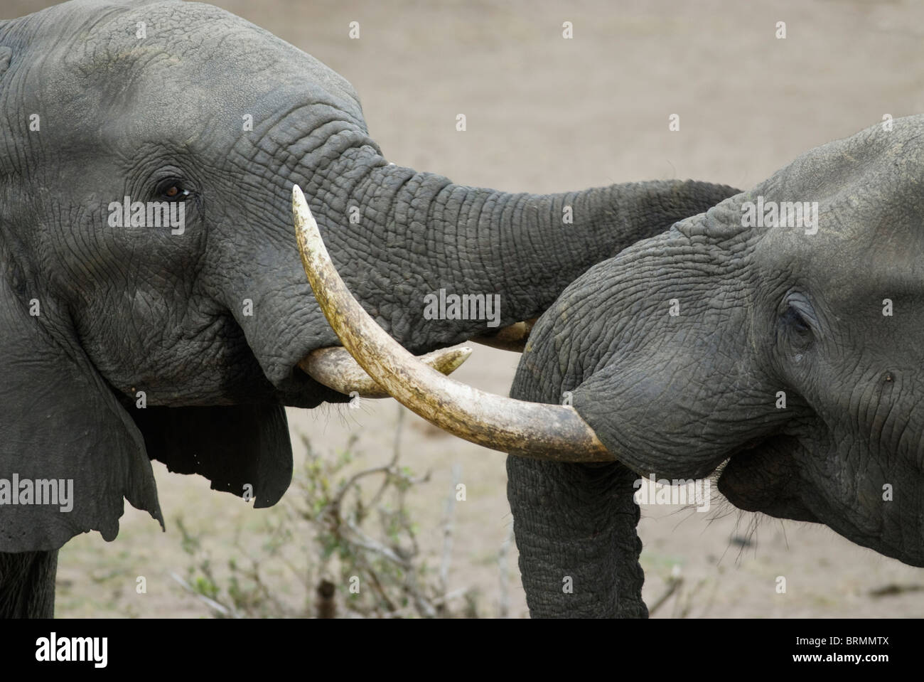 Two elephant interlocking tusks and trunks Stock Photo - Alamy