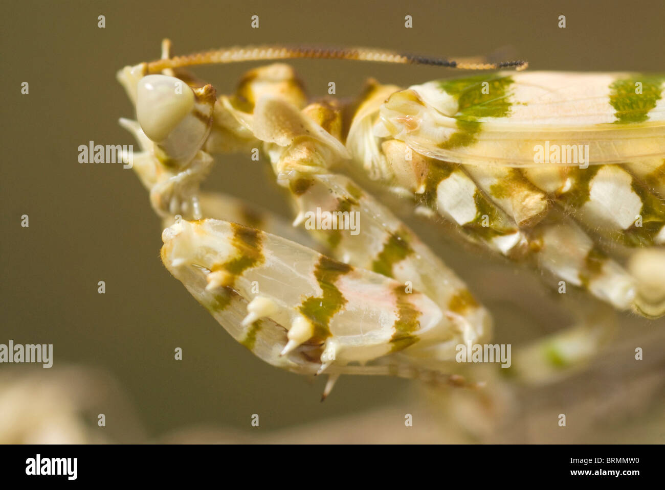 A close up of a green and white striped praying mantis Stock Photo - Alamy