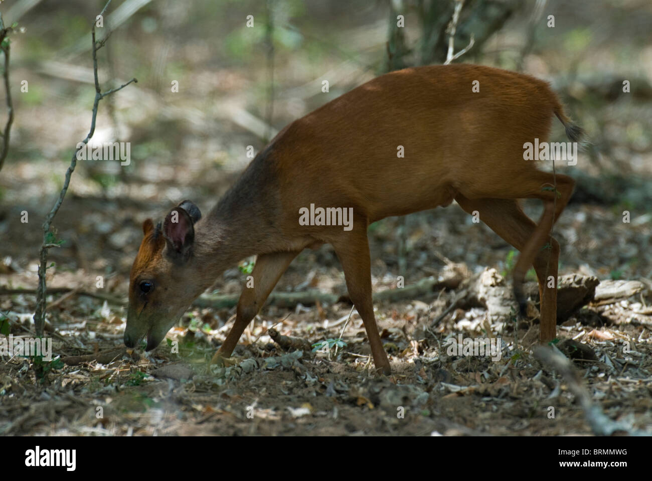 Red duiker hi-res stock photography and images - Alamy