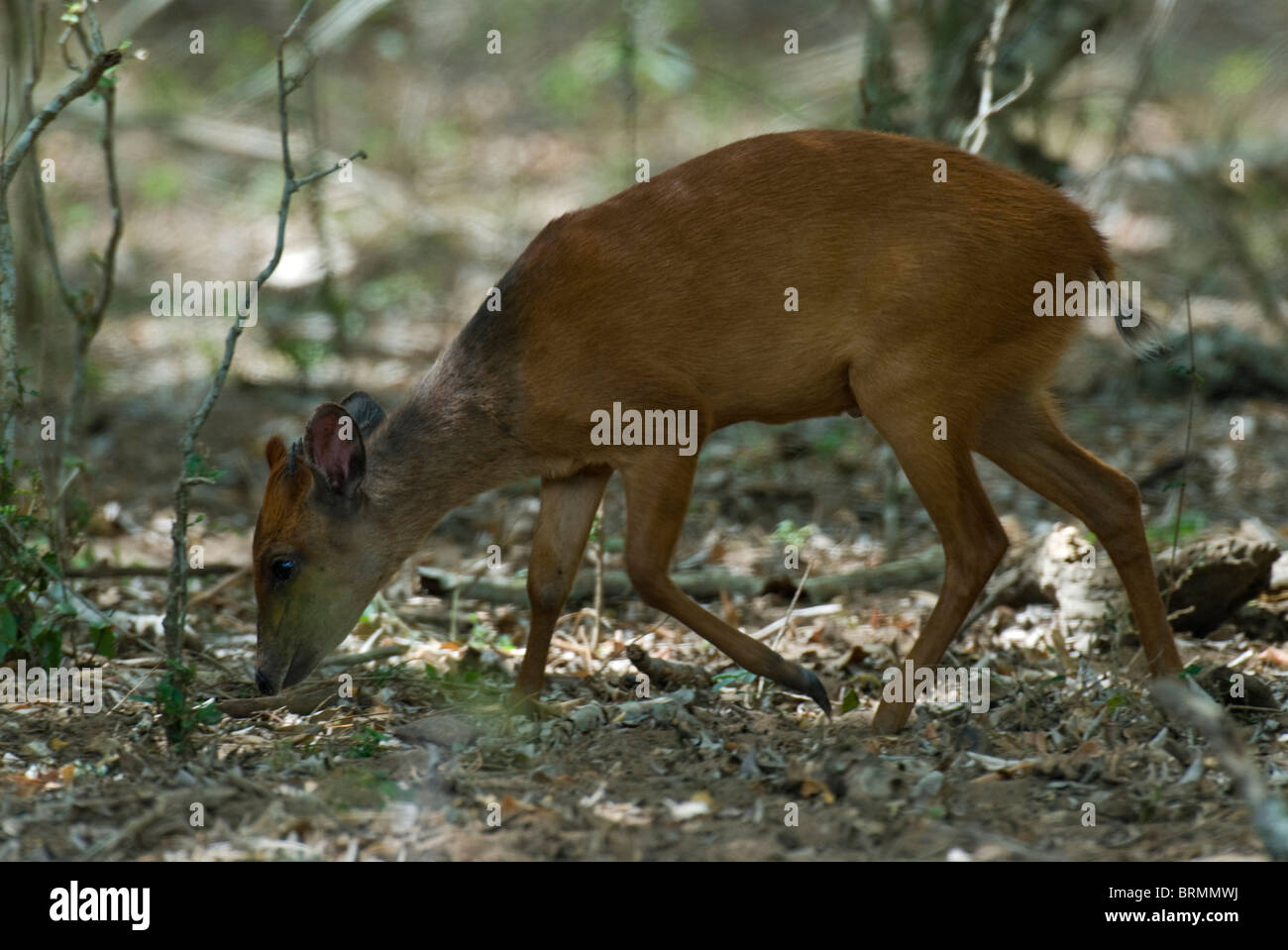 Side view of a Red Duiker foraging Stock Photo - Alamy