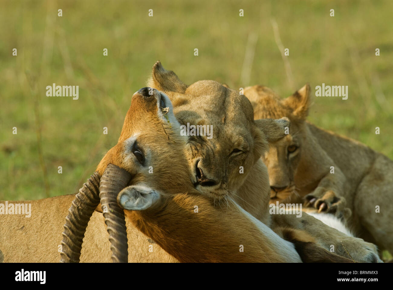 Throttling hi-res stock photography and images - Alamy