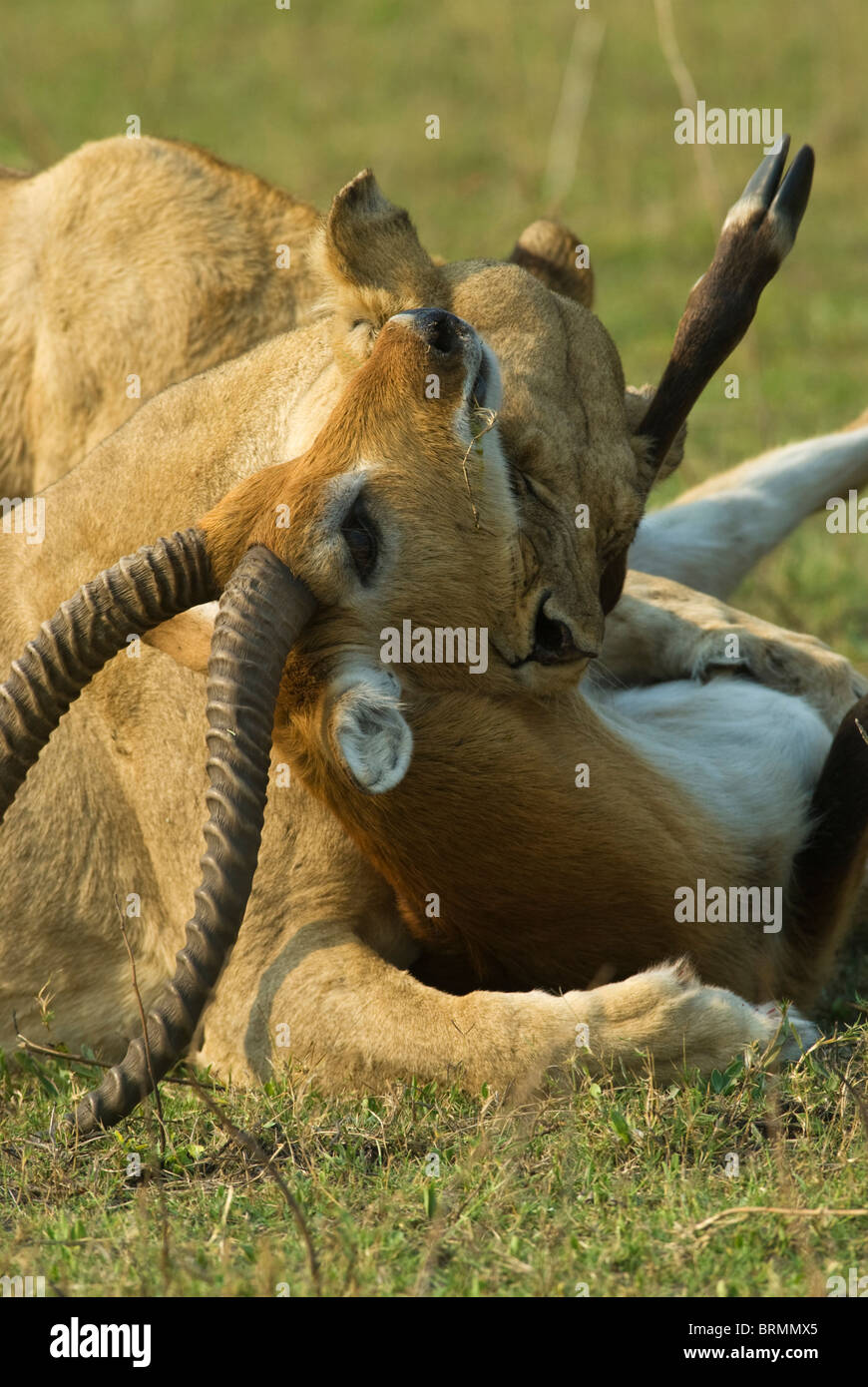 Lioness throttling a male lechwe Stock Photo - Alamy