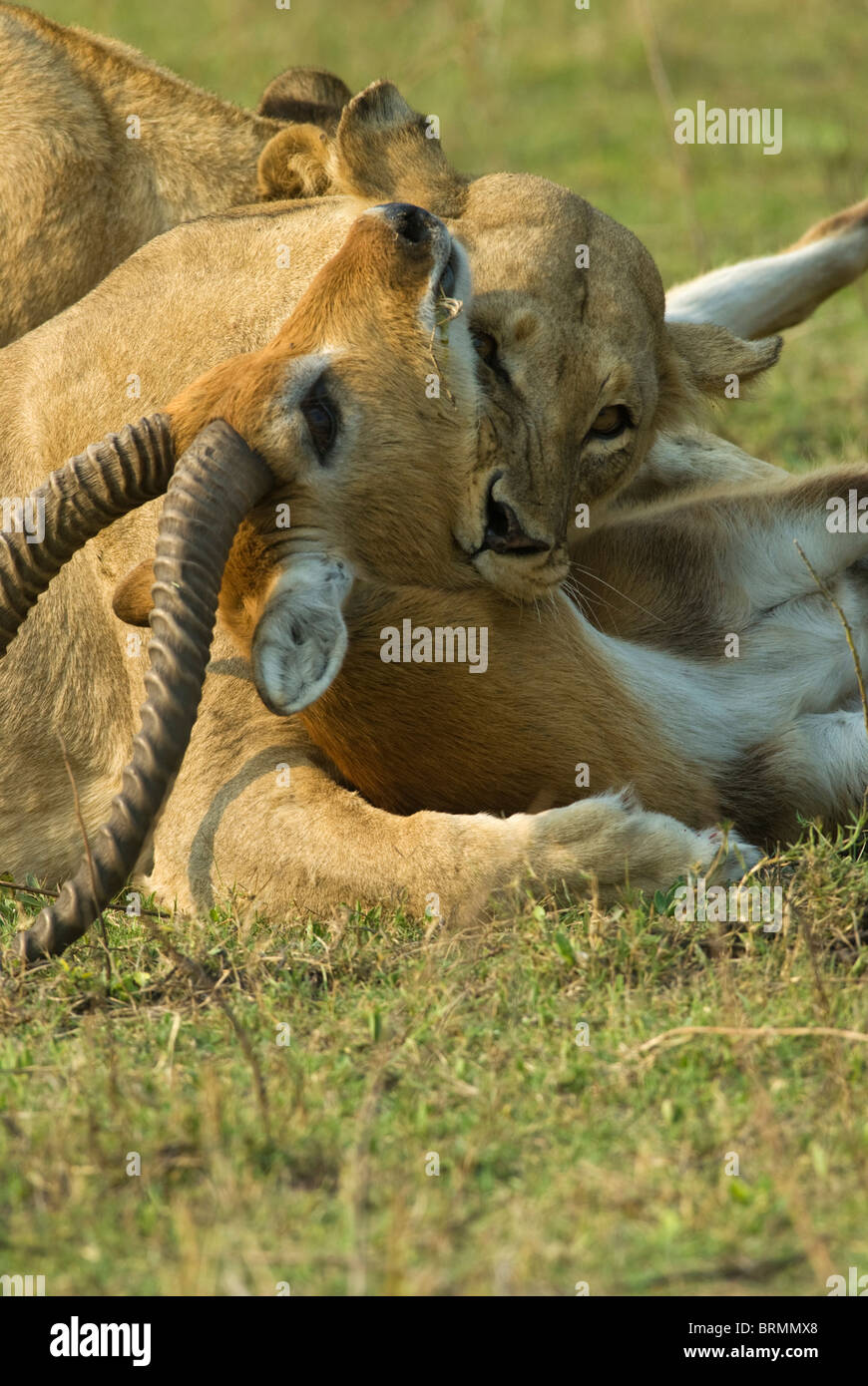 Female lechwe hi-res stock photography and images - Alamy