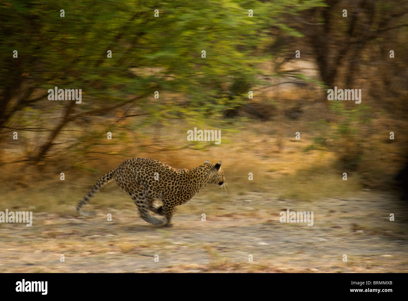 Leopard Running Speed