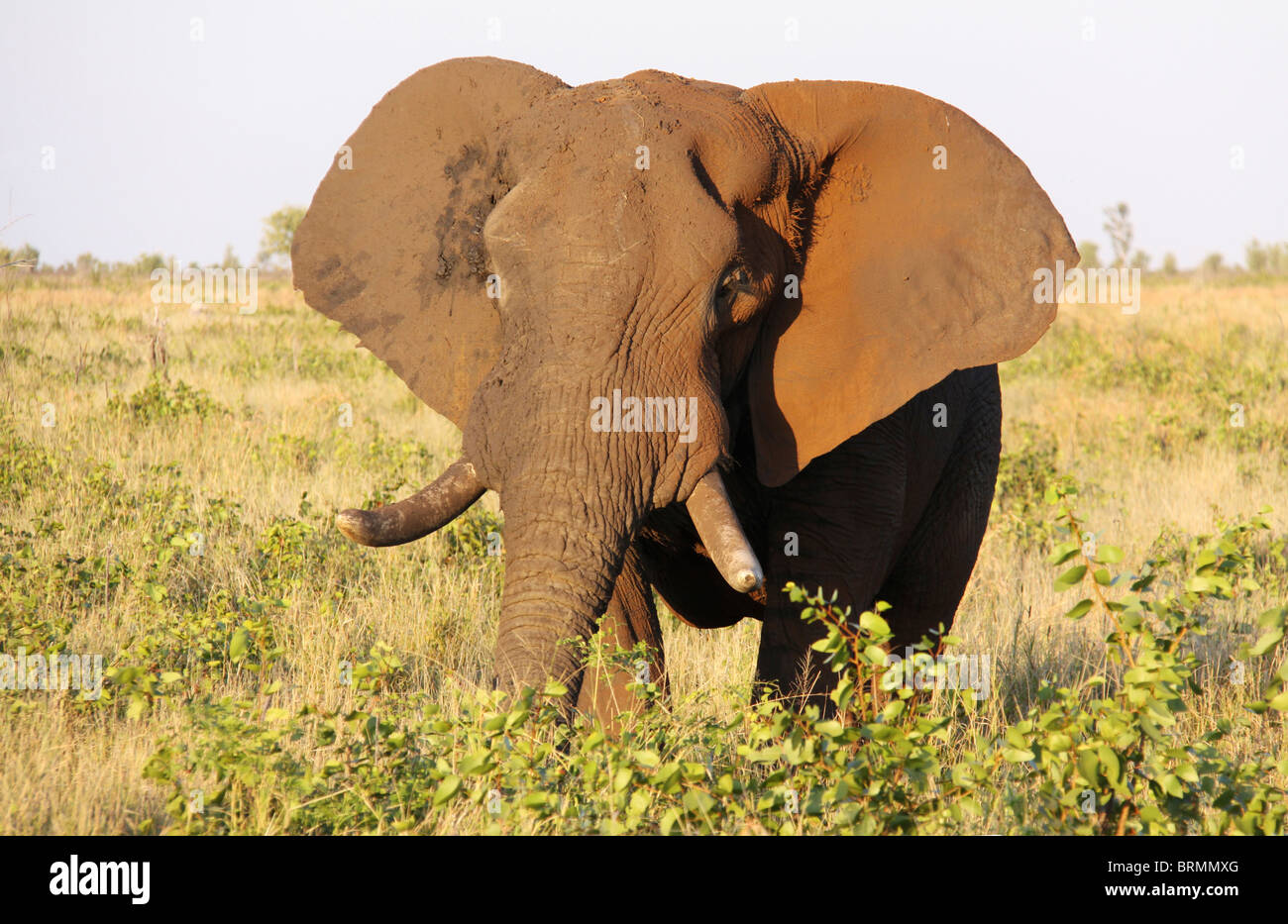 Elephant bull african elephant hi-res stock photography and images - Alamy