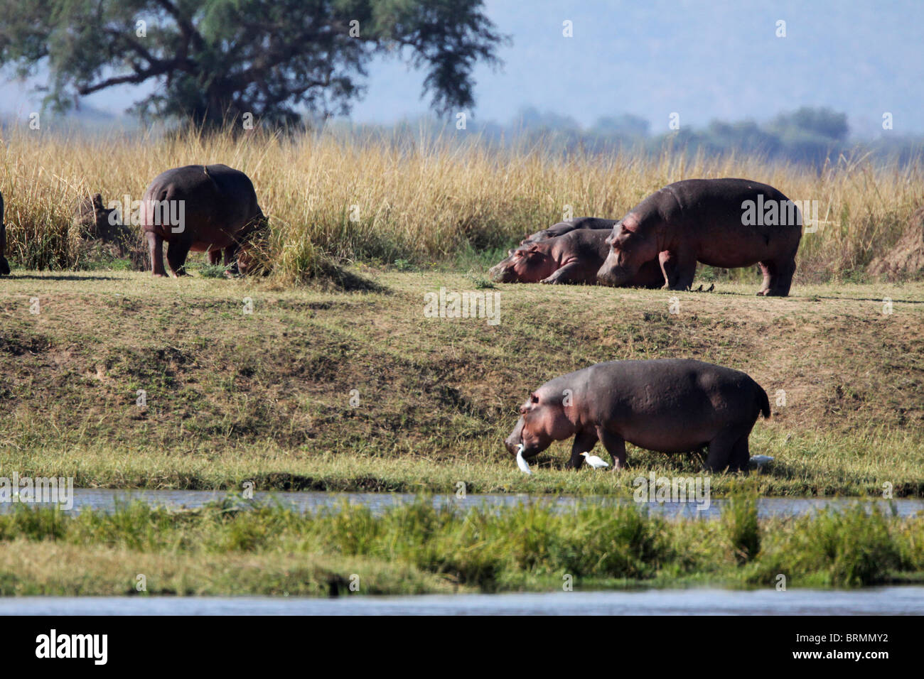 Hippopotamus standing and lying on a river bank Stock Photo - Alamy