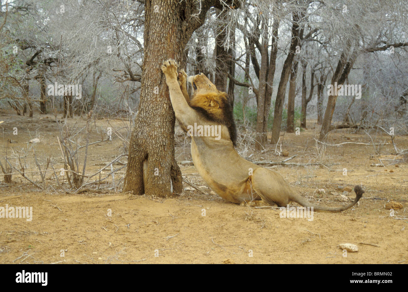 Sharpening the claws at at tree hi-res stock photography and images - Alamy