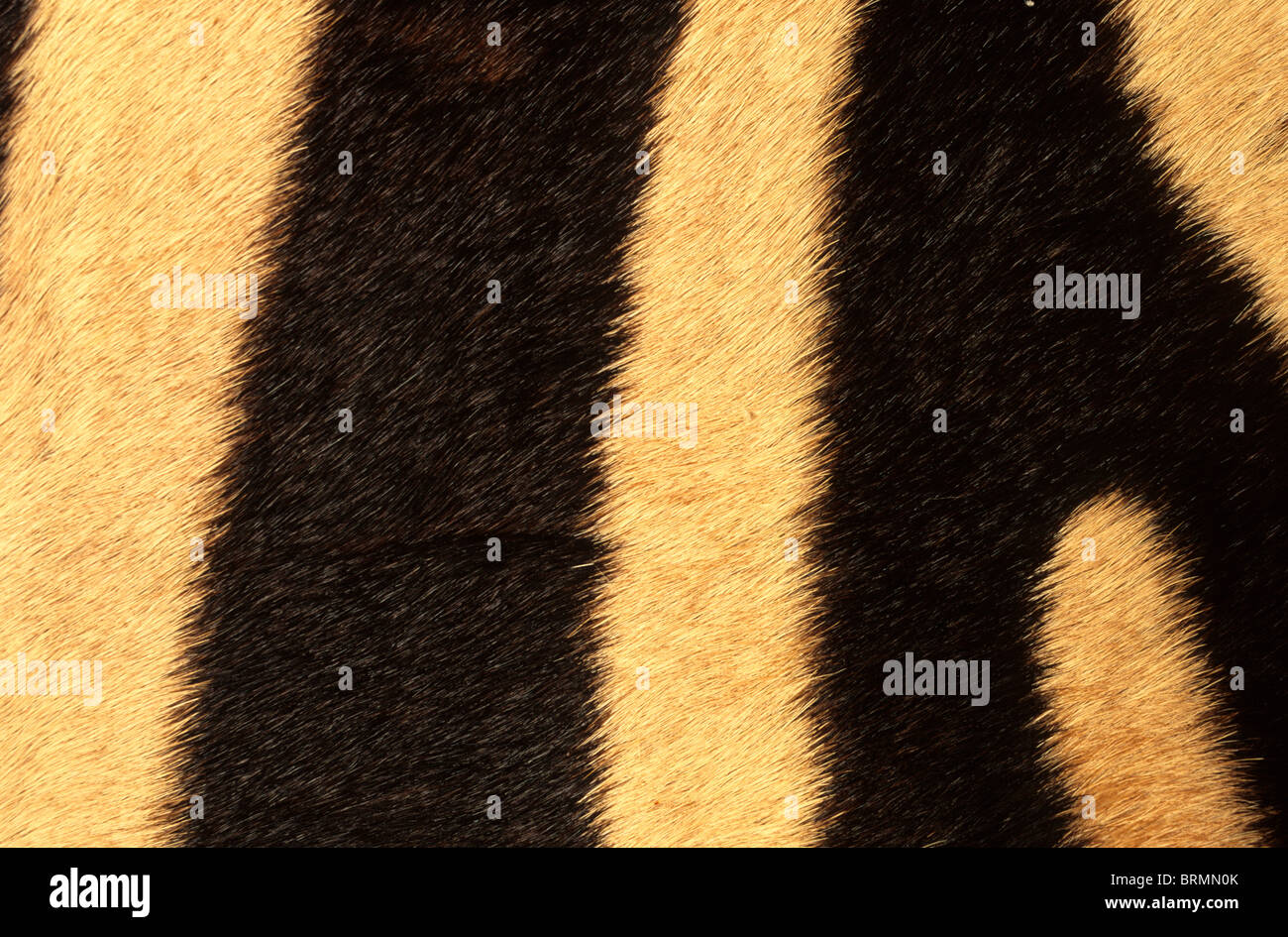 Close-up of Zebra hide Stock Photo - Alamy