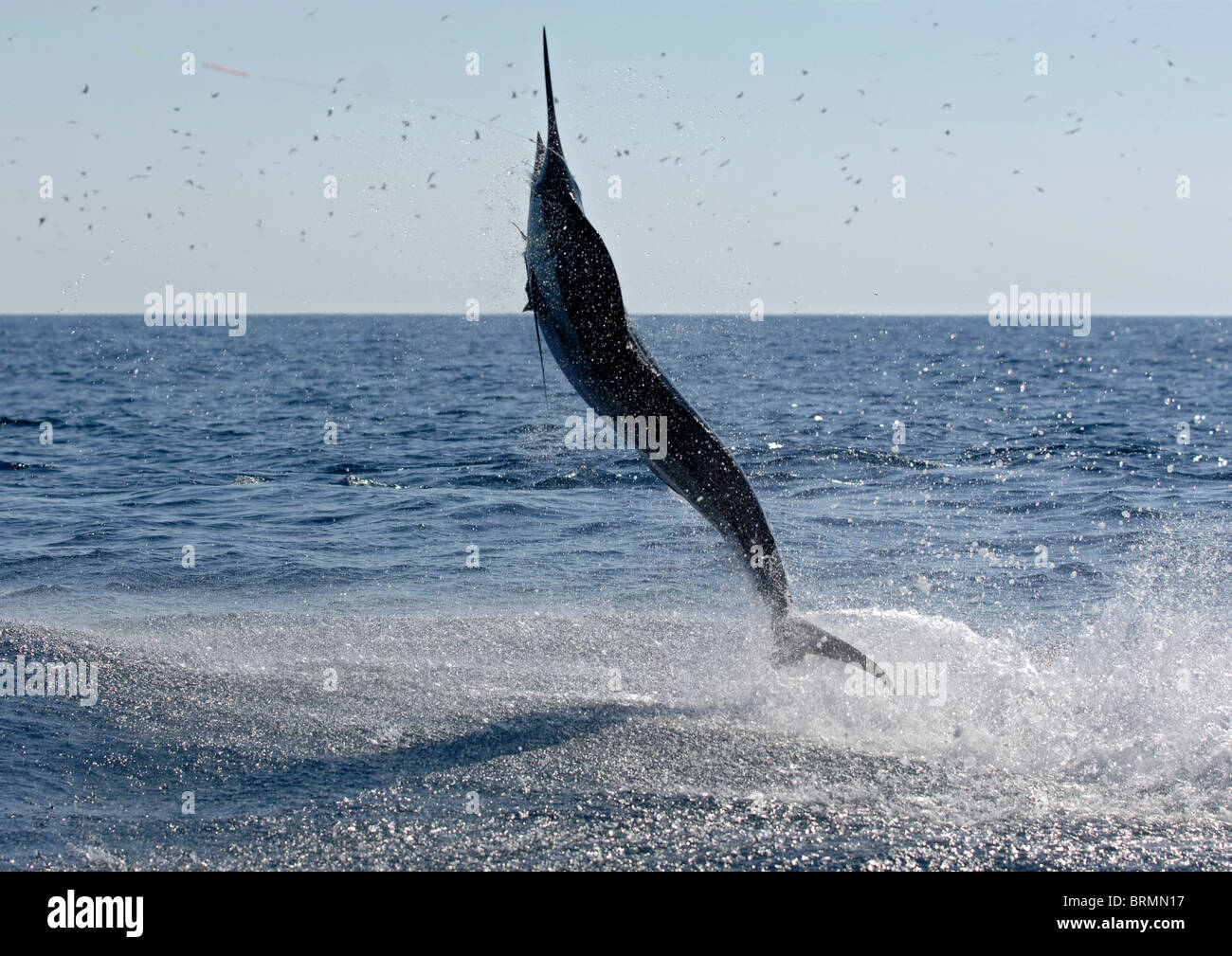 Blue Marlin caught and leaping up into the air in an attempt to throw ...