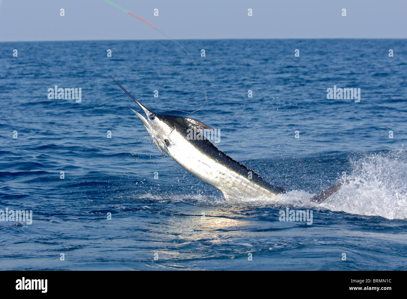 Blue Marlin caught and being pulled up out of the ocean while its tail ...