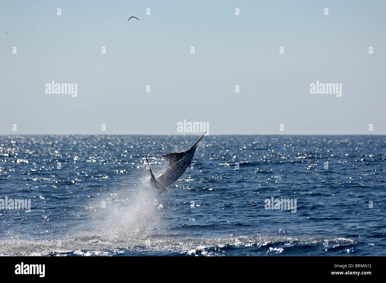 Blue marlin hi-res stock photography and images - Alamy