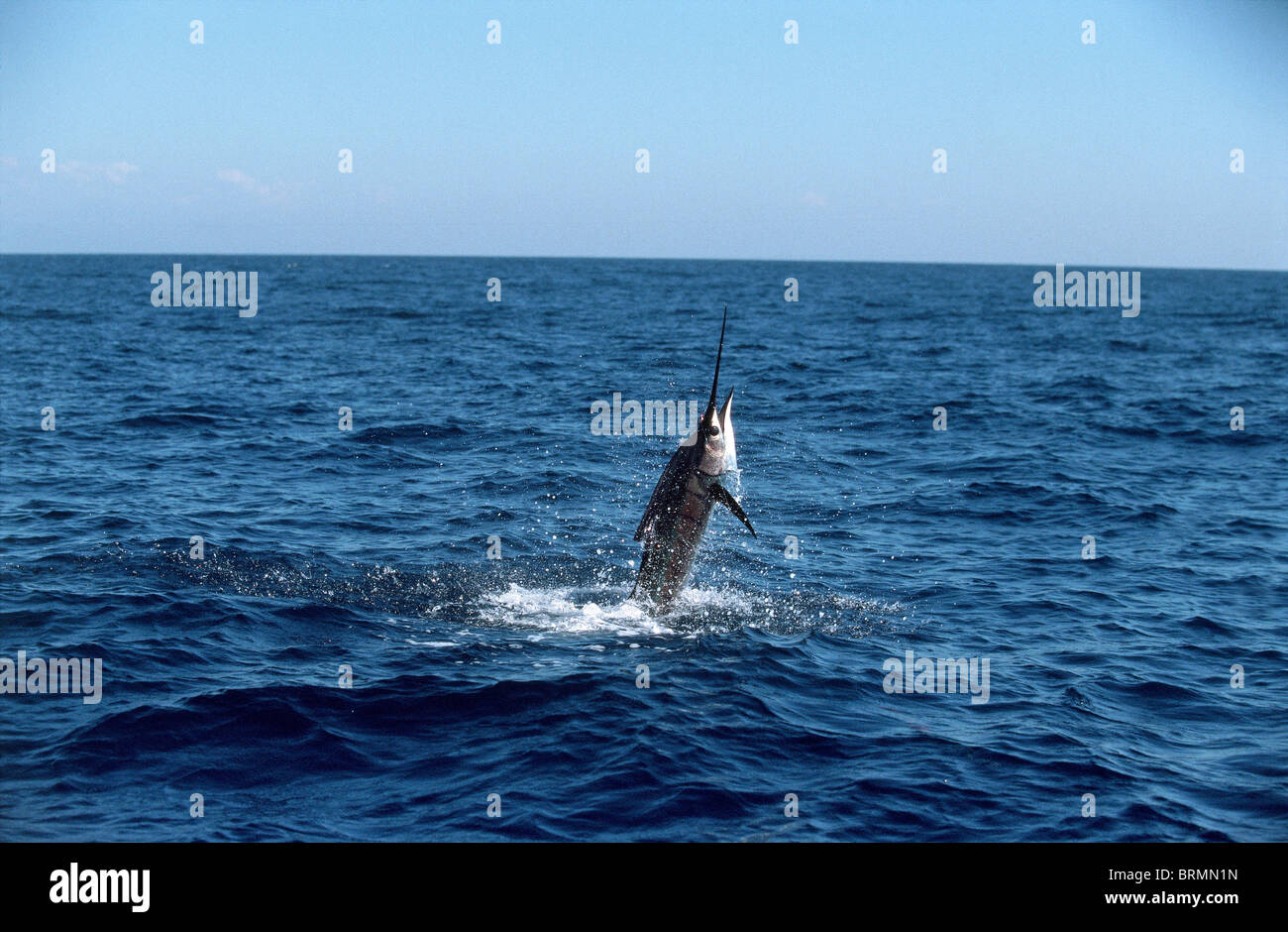 The Marlin High Resolution Stock Photography and Images - Alamy