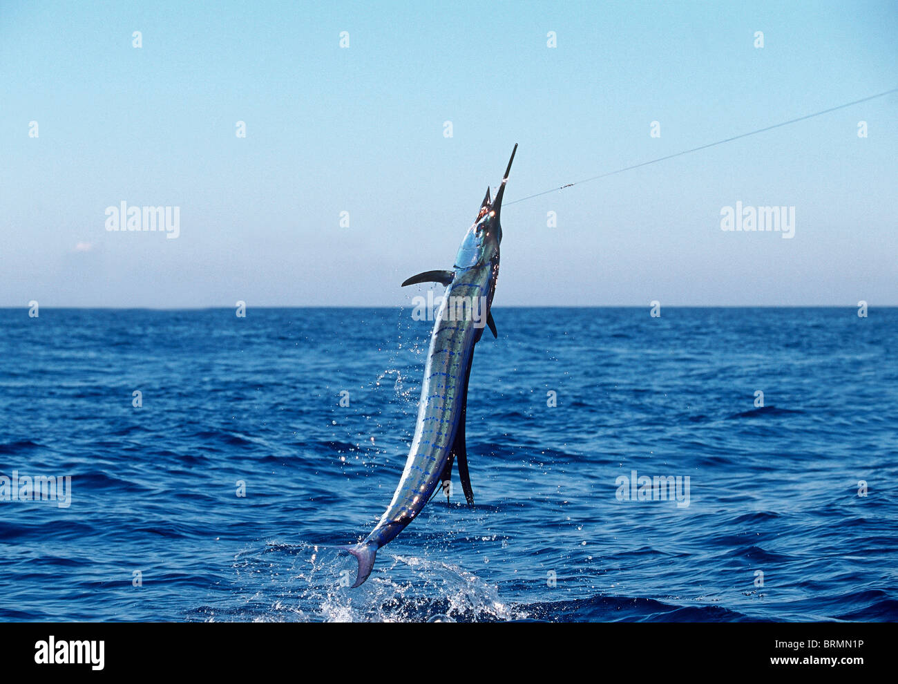 Sailfish hooked on fly leaping out of the water in an attempt to throw ...