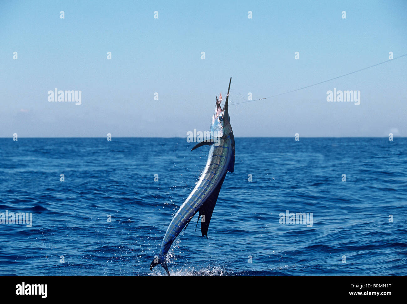 Sailfish caught and being pulled up out of the ocean Stock Photo - Alamy