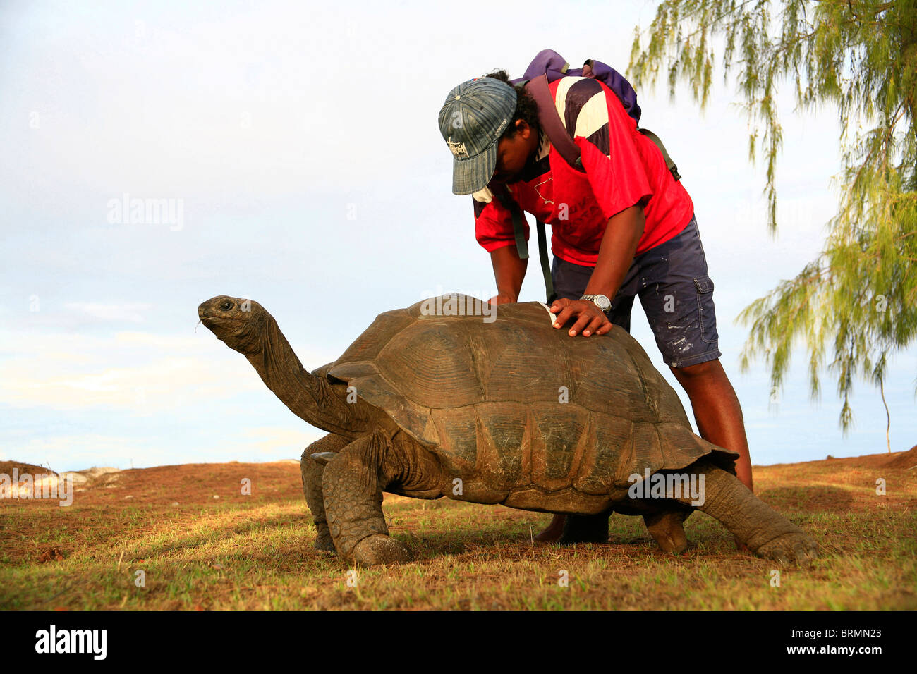 Aldabra tortoise and ranger taking notes for species research Stock ...