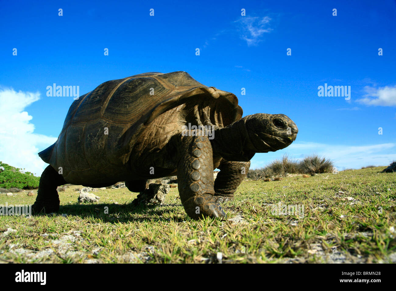 Aldabra tortoise hi-res stock photography and images - Alamy