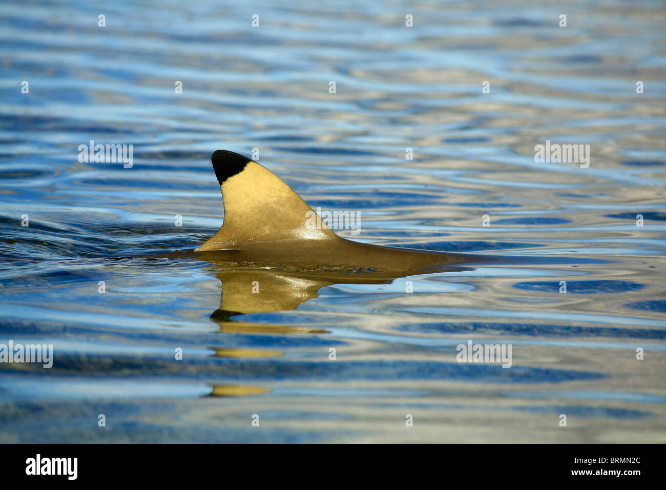 Shark fin protruding above the water surface Stock Photo - Alamy