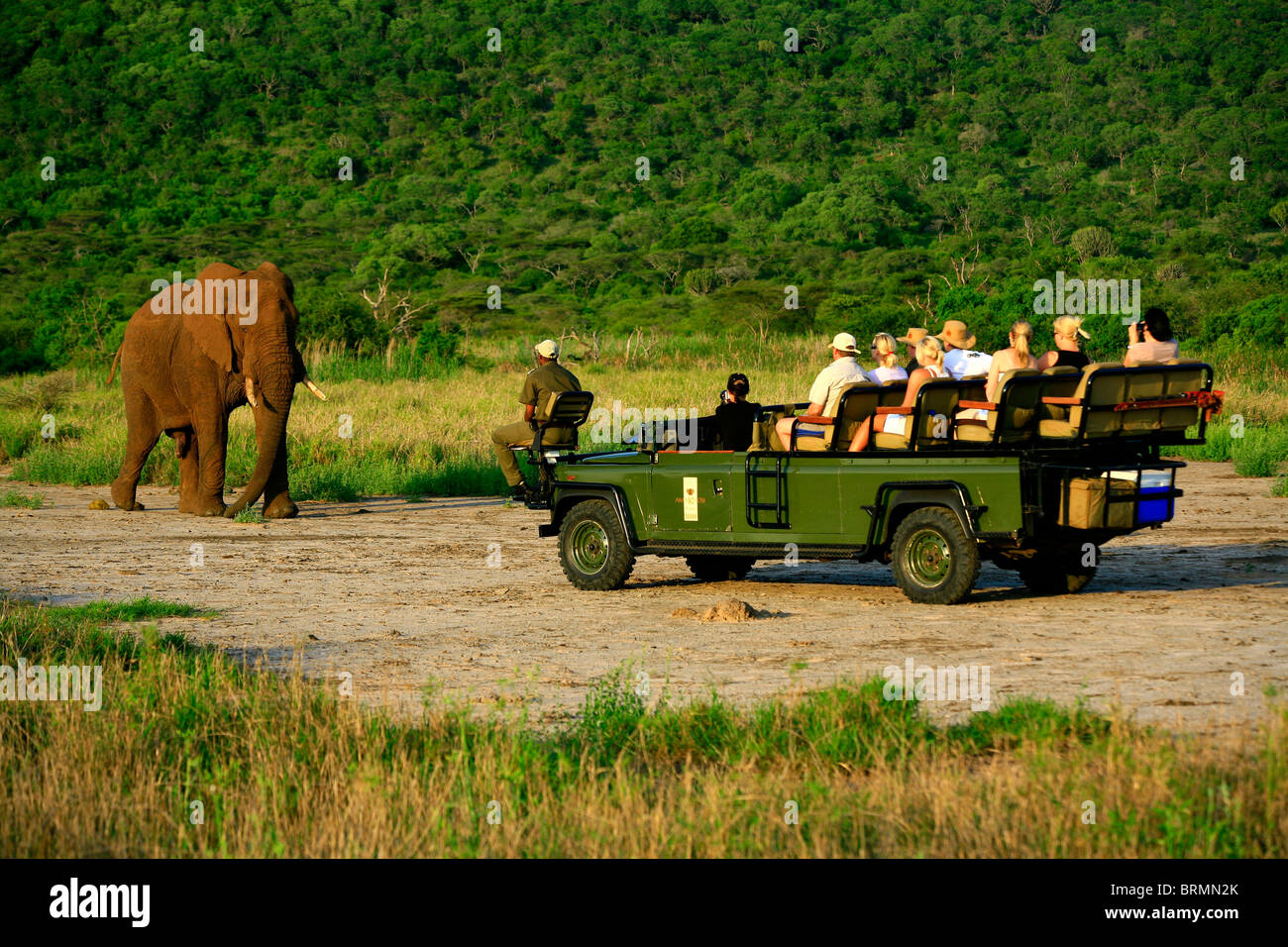 Elephant approaches a vehicle with safari tourists Stock Photo - Alamy