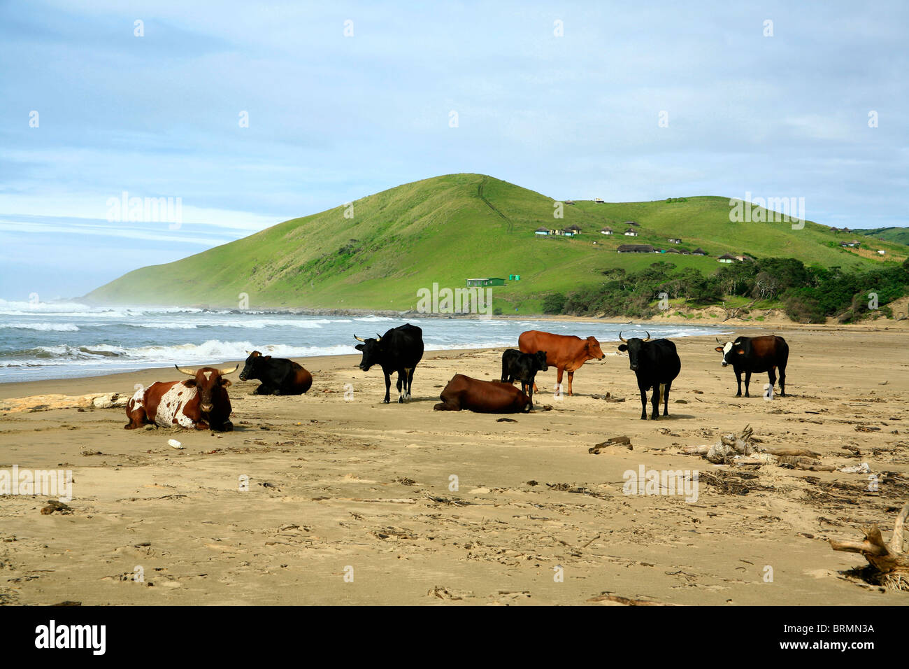 Cattle on the beach at Mbotyi Stock Photo - Alamy