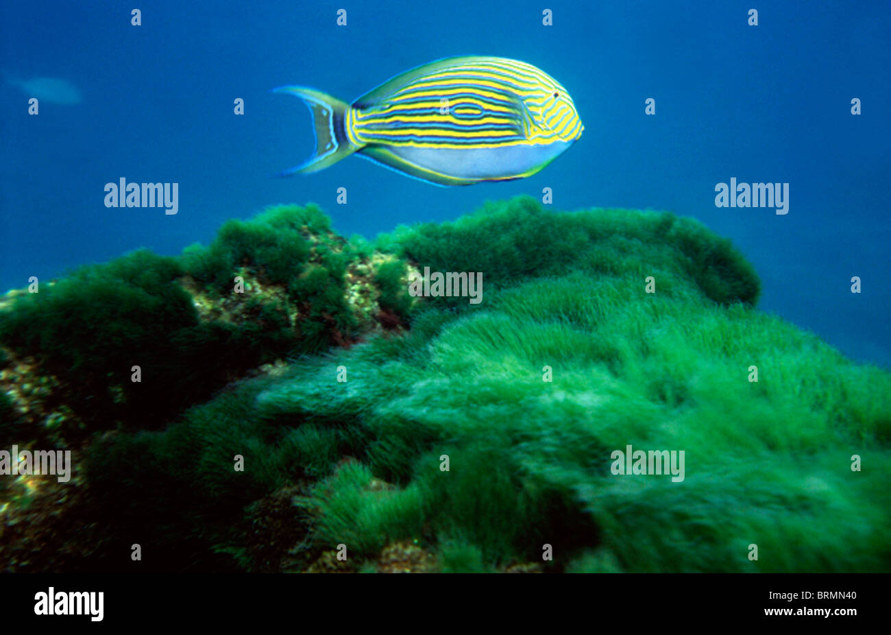 Parrot fish swimming over coral reef Stock Photo - Alamy