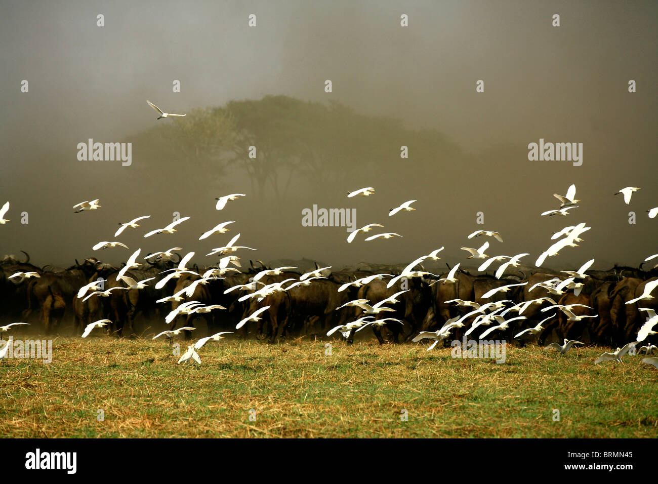 Flock of Cattle egrets in flight over a herd of buffalo on a misty ...