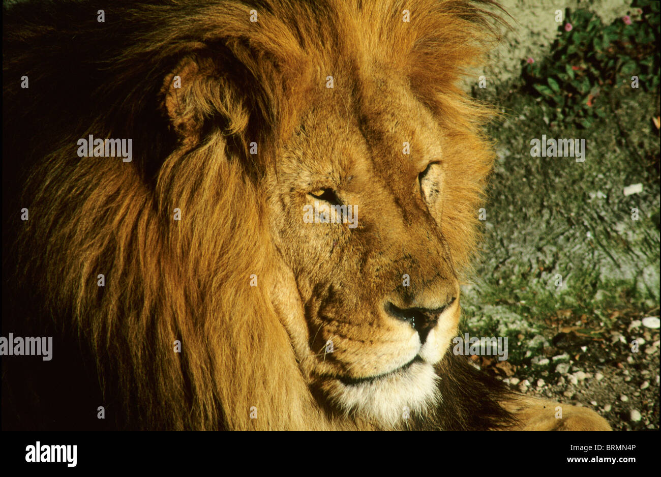 One lion only hi-res stock photography and images - Alamy