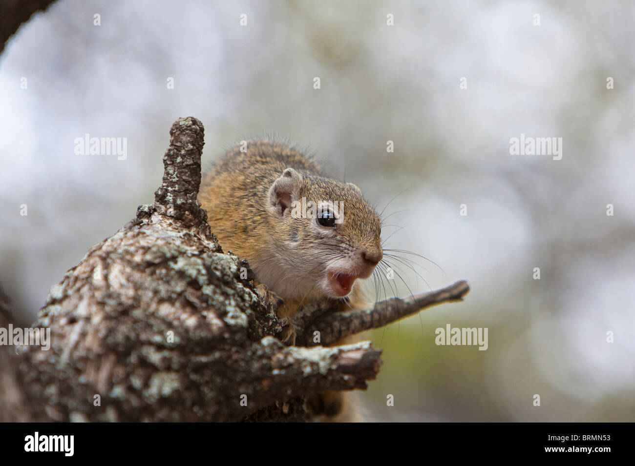Tree Squirrel calling from a branch Stock Photo - Alamy