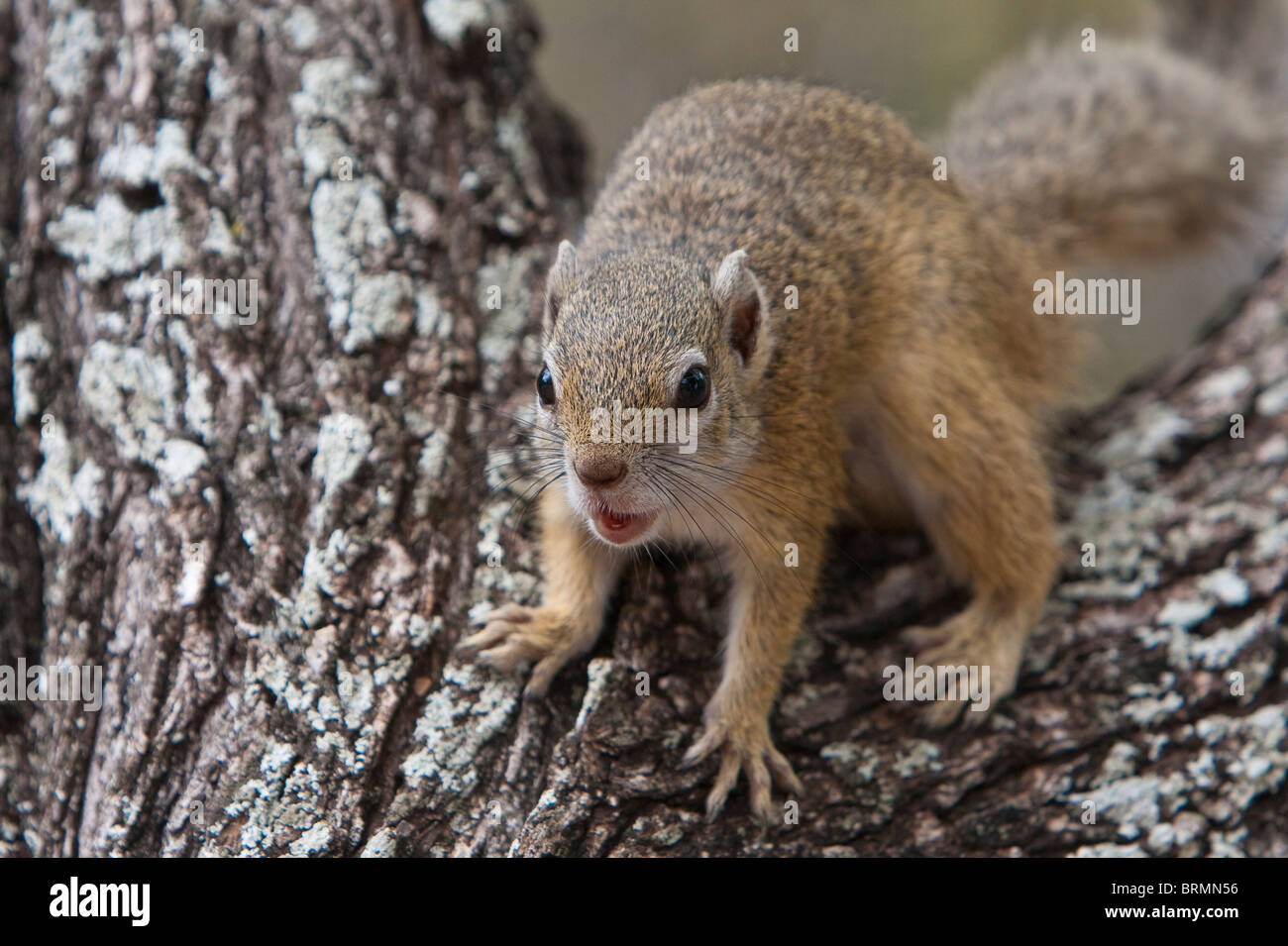 African tree squirrel hi-res stock photography and images - Alamy