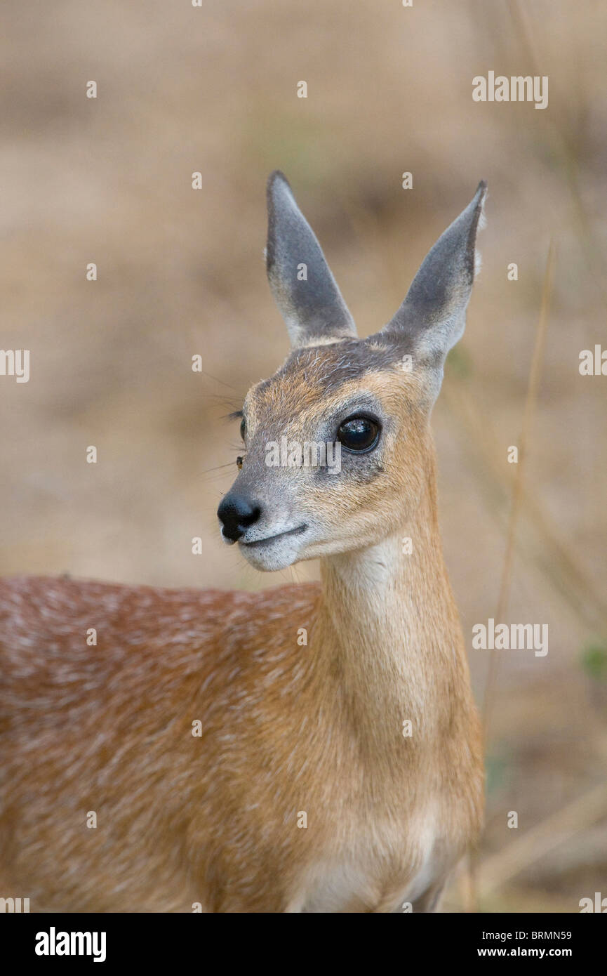 A portrait of a female Sharpe's Grysbok listening for sounds behind it ...