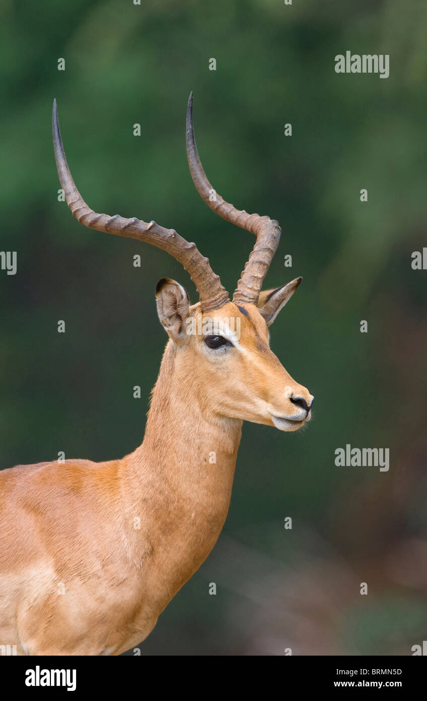 Impala Ram Portrait Stock Photo - Alamy
