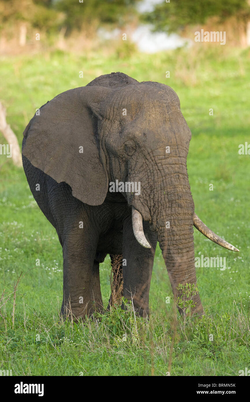 Green grass elephant hi-res stock photography and images - Alamy