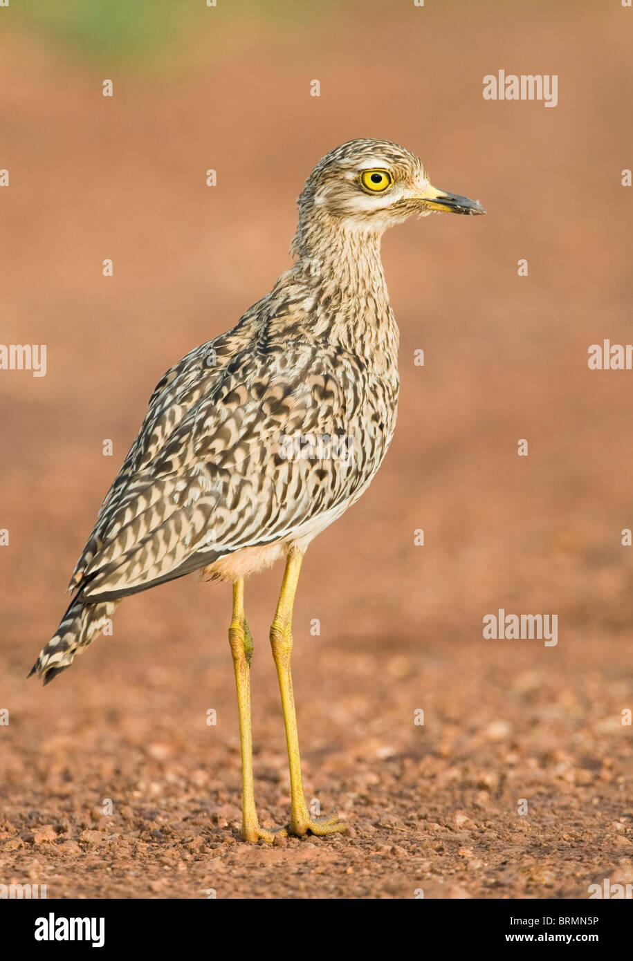 Spotted Thick-Knee bird standing on gravel with its head turned to the ...
