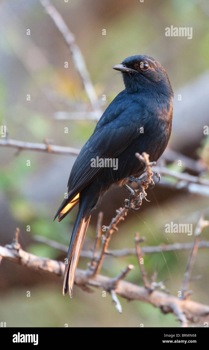 Southern Black-Flycatcher perched on a thorny branchlet Stock Photo - Alamy