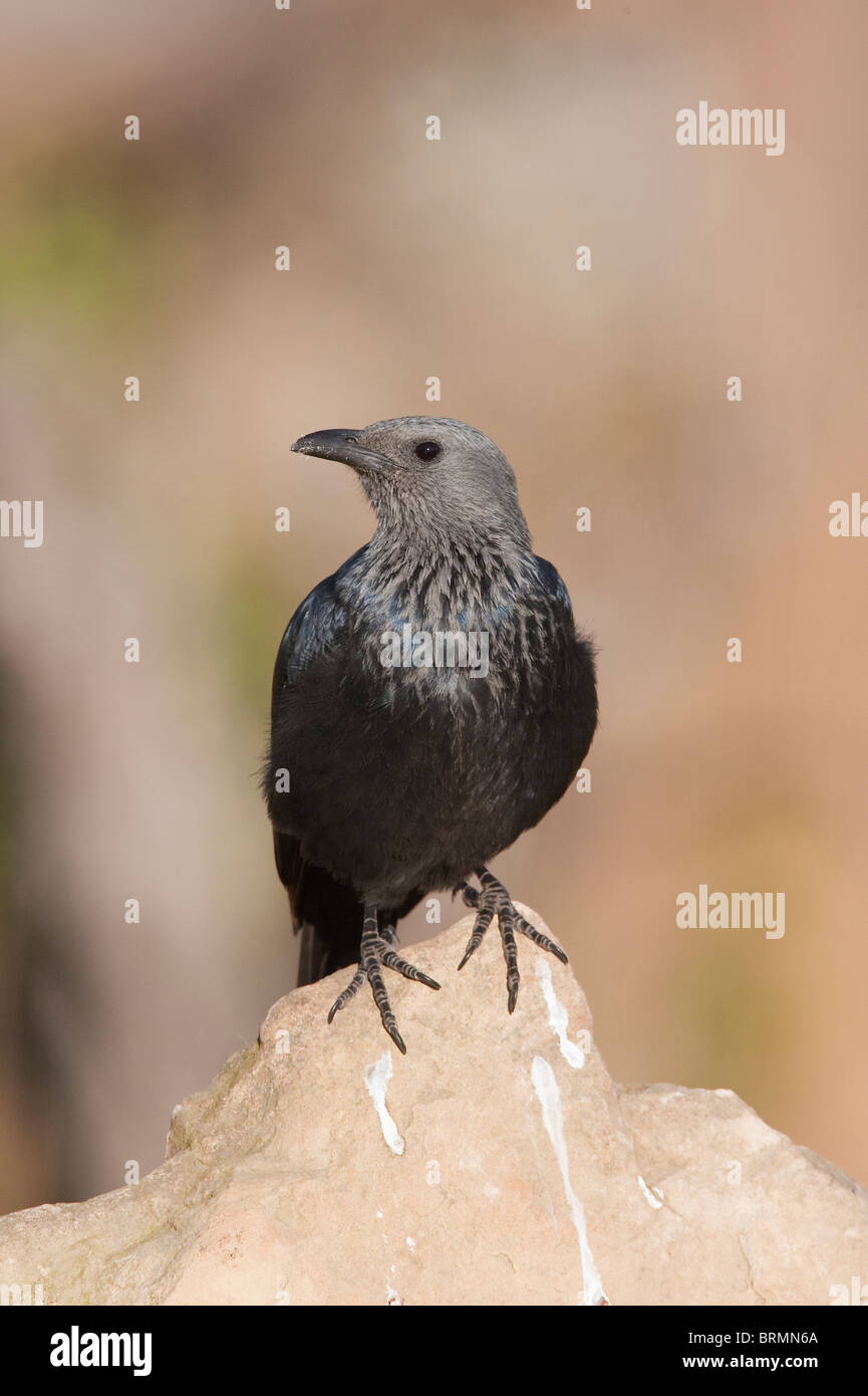 Red-winged Starling perched on rock Stock Photo - Alamy