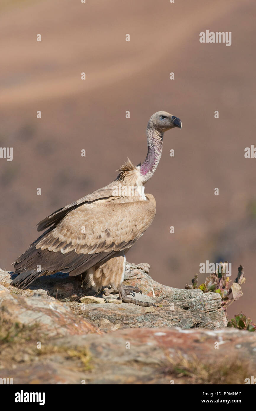 Juvenile vulture hi-res stock photography and images - Alamy