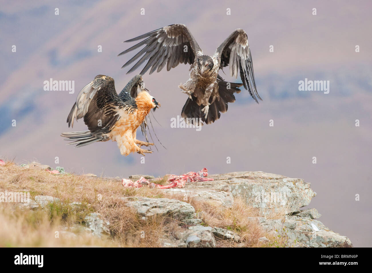 Raptor interaction hi-res stock photography and images - Alamy