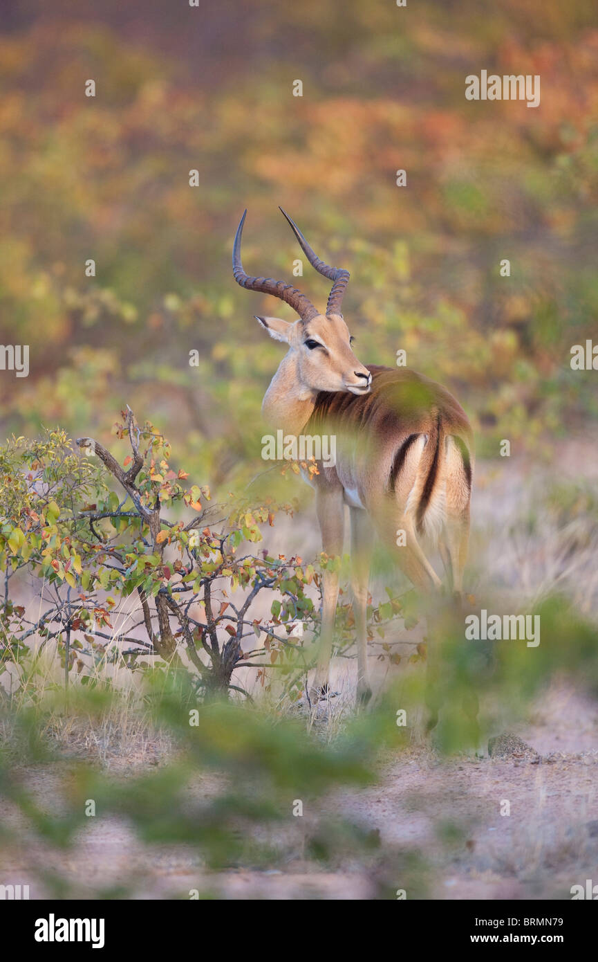 Back of impala hi-res stock photography and images - Alamy