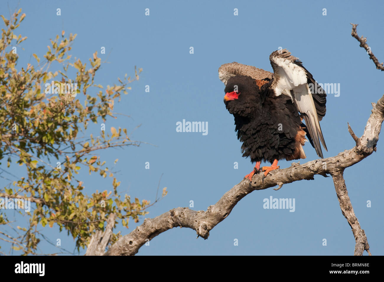 Bird Stretching Wings High Resolution Stock Photography and Images - Alamy