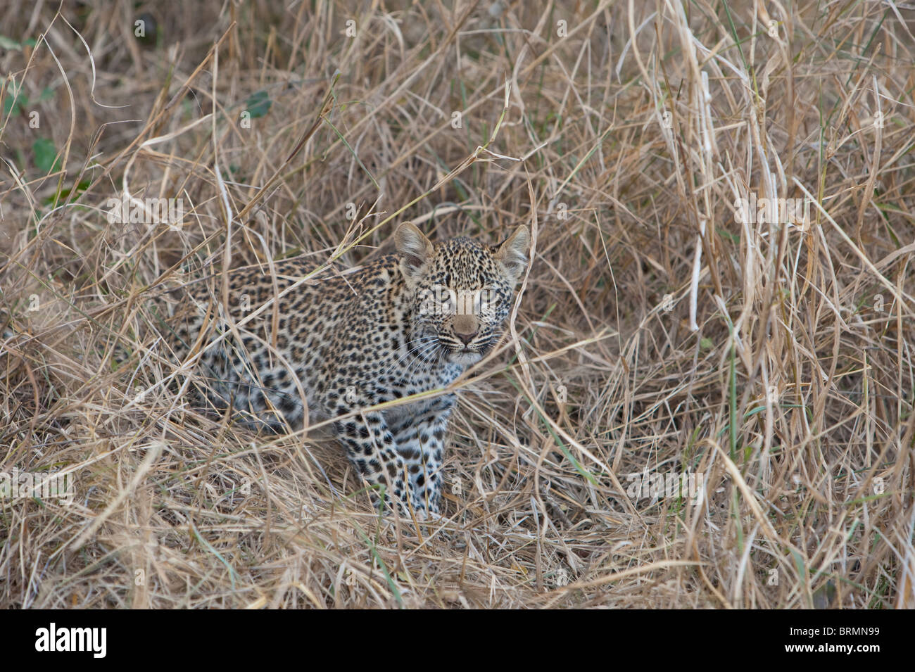 Leopard cub hiding in long dry grass Stock Photo - Alamy